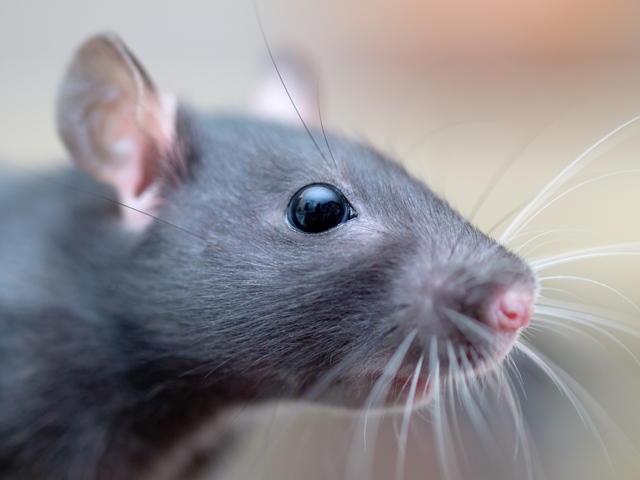 New research finds brain injury causes impulse control problems in rats ...